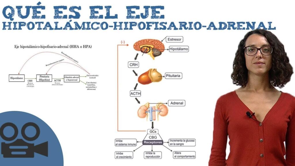 ֍ Hormona corticotropina o adrenocorticotropa (ACTH) ⚕️ Clínica Estemedic