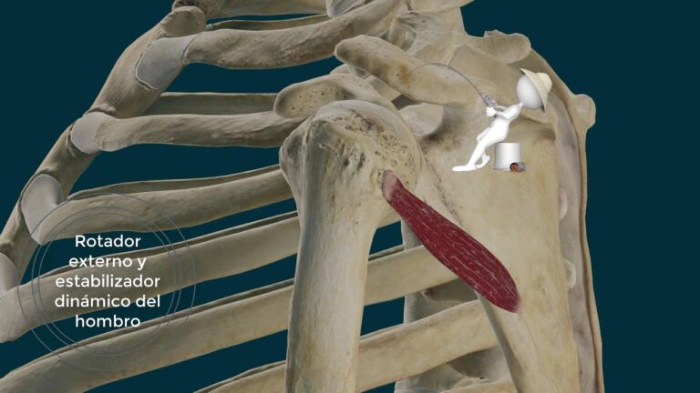 ֍ Músculos redondo mayor y menor ⚕️ Clínica Estemedic