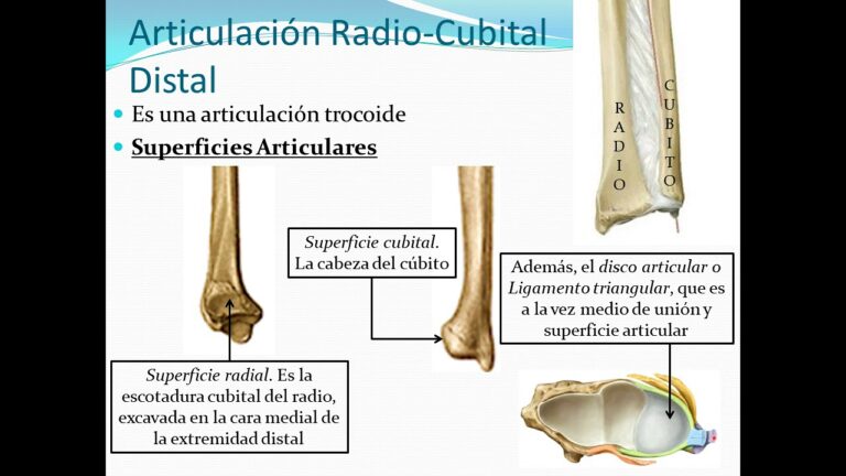 ֍ Articulación radiocubital superior e inferior o distal y proximal ⚕️ ...