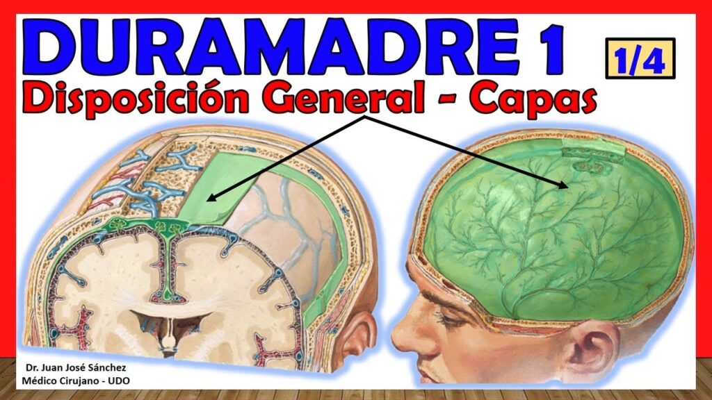 ֍ Duramadre o capa externa de la meninges ⚕️ Clínica Estemedic