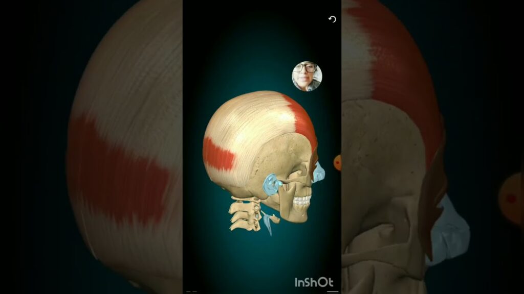 ֍ Músculo occipitofrontal ⚕️ Clínica Estemedic