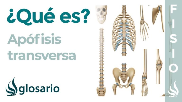 ֍ Apófisis transversa ⚕️ Clínica Estemedic