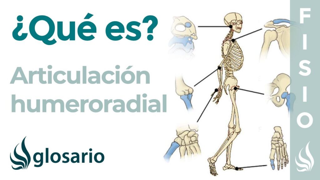 ֍ Articulación humeroradial ⚕️ Clínica Estemedic