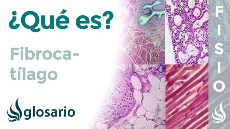֍ Tejido fibrocartílago ⚕️ Clínica Estemedic