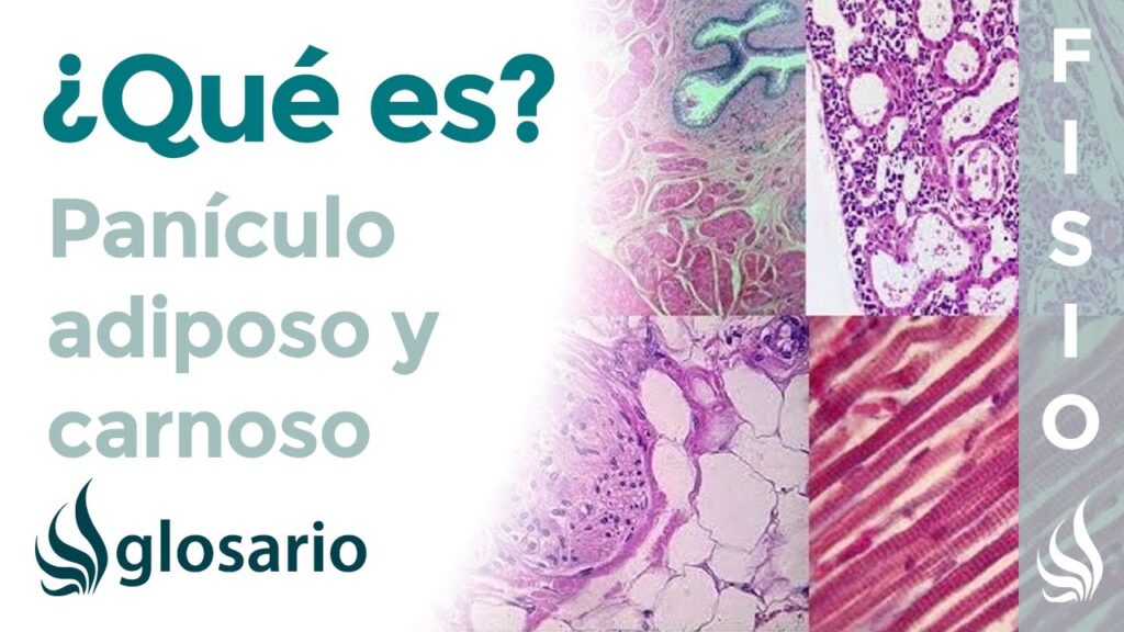 ֍ Capa panículo adiposo y carnoso ⚕️ Clínica Estemedic