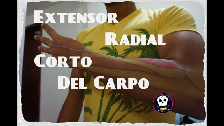 ֍ Músculo radial corto o segundo radial ⚕️ Clínica Estemedic