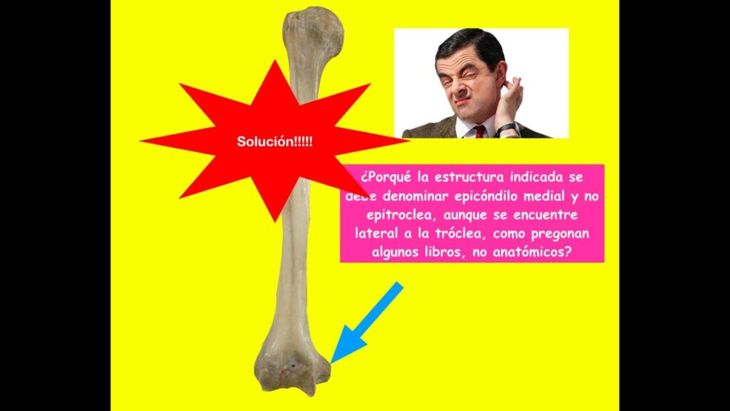 ֍ Epitróclea o epicóndilo medial del húmero ⚕️ Clínica Estemedic