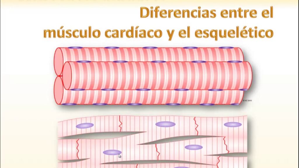 ֍ Músculo cardíaco ⚕️ Clínica Estemedic