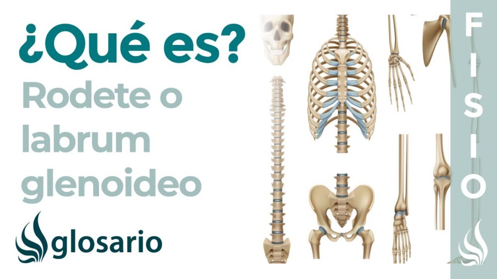 ֍ Rodete o labrum glenoideo ⚕️ Clínica Estemedic