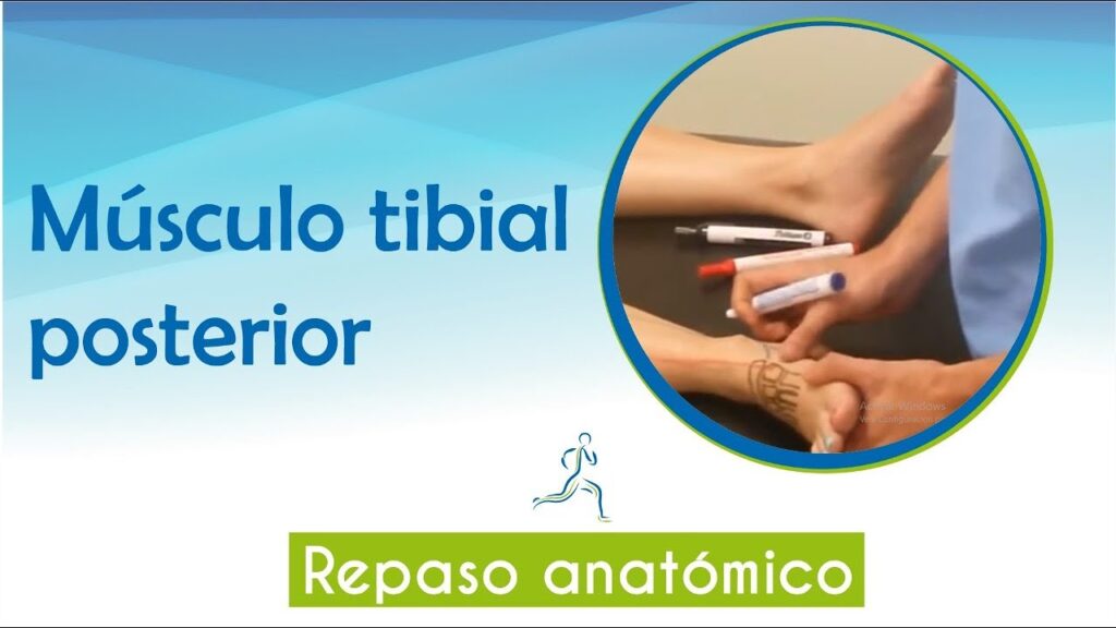 ֍ Músculo tibial posterior ⚕️ Clínica Estemedic