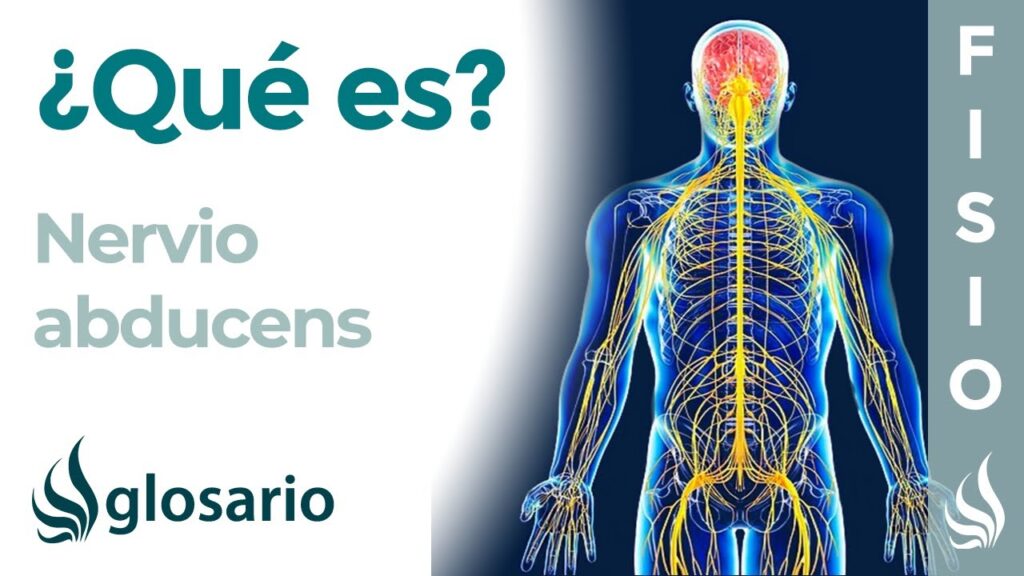 ֍ Nervio abducens: motor ocular externo o VI par craneal ⚕️ Clínica ...