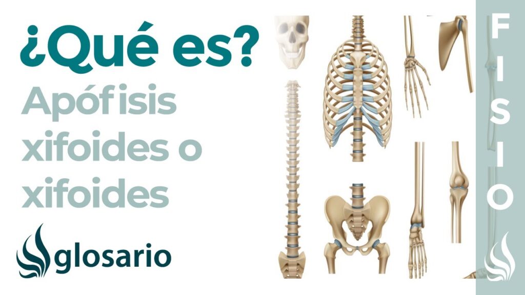 ֍ Apófisis xifoides o xifoides ⚕️ Clínica Estemedic