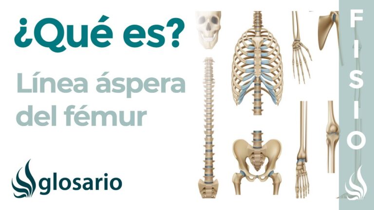 ֍ Línea áspera del fémur ⚕️ Clínica Estemedic