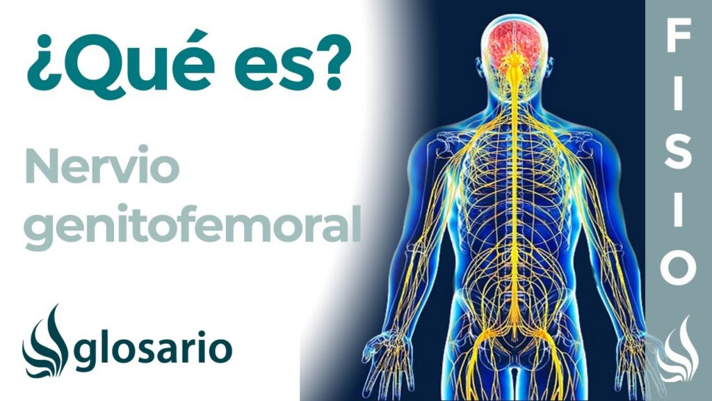 ֍ Nervio genitofemoral o genitocrural ⚕️ Clínica Estemedic