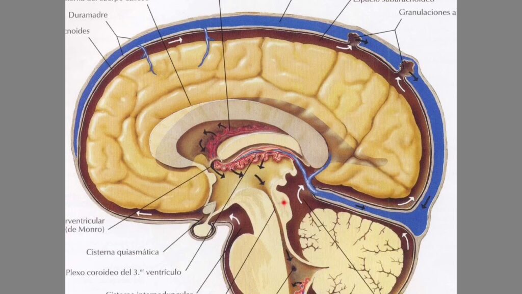 ֍ Líquido cefalorraquídeo o cerebroespinal ⚕️ Clínica Estemedic