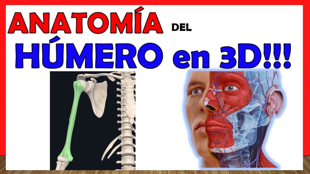 ֍ Hueso húmero ⚕️ Clínica Estemedic