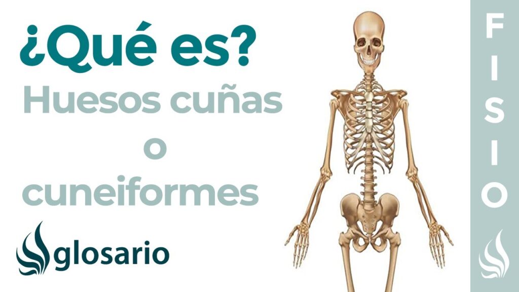 ֍ Huesos cuñas o cuneiformes ⚕️ Clínica Estemedic