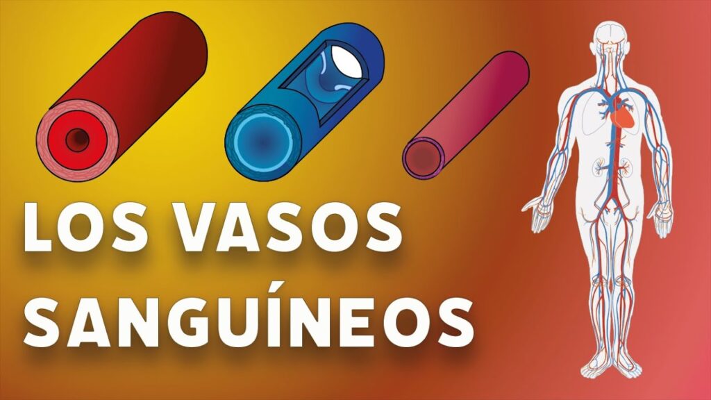 ֍ Vasos sanguíneos ⚕️ Clínica Estemedic