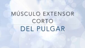 ֍ Músculo extensor corto y largo del pulgar ⚕️ Clínica Estemedic