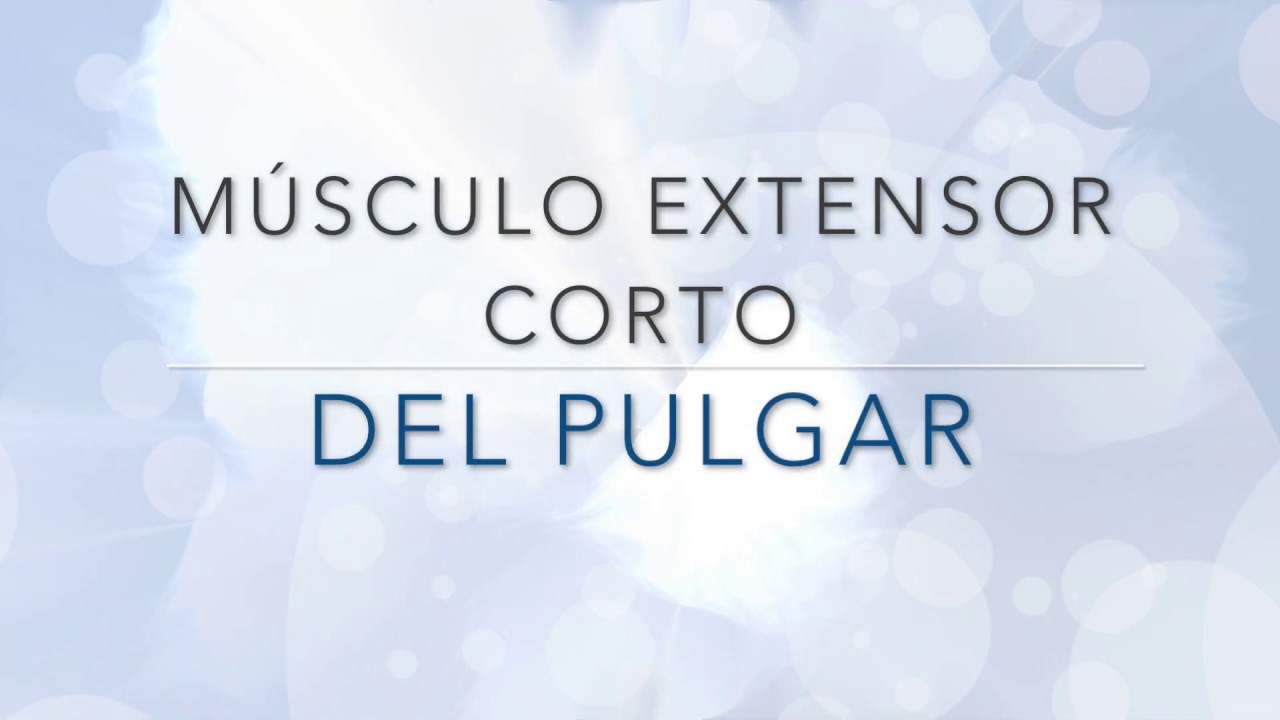 ֍ Músculo extensor corto y largo del pulgar ⚕️ Clínica Estemedic