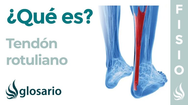 ֍ Tendón rotuliano o patelar ⚕️ Clínica Estemedic